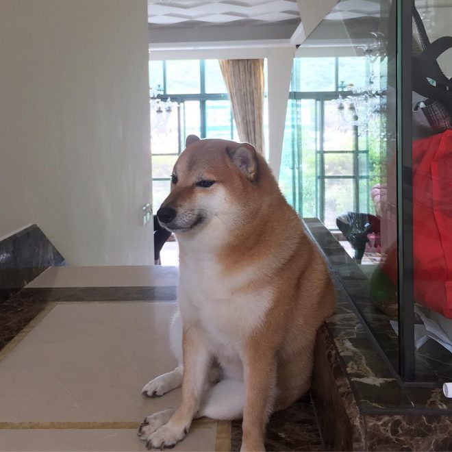 Muere cheems, el perrito más famoso de internet - La Magnifica FM